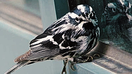 Justified Bird Punishment – Artpiece Gallery